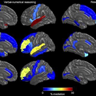 Percentage Of The Sex Cognitive Relation Mediated By Each Of The Brain Download Scientific