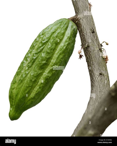 Cocoa Tree Flower Hi Res Stock Photography And Images Alamy