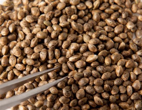 Identify Cannabis Gender Pre Flowering Insights