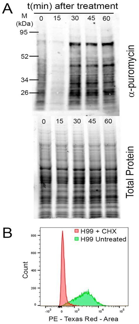 Tools For Assessing Translation In Cryptococcus Neoformans