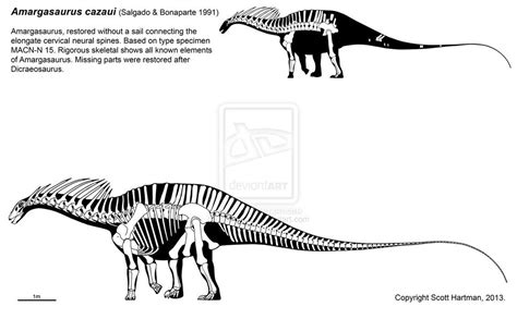 Amargasaurus Bitter Sailed Sauropod Of The South Apatosaurus
