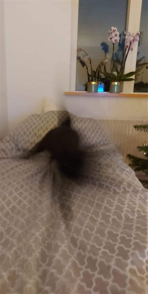 The Anatomy Of Deserialization Attacks Rcybersecurity