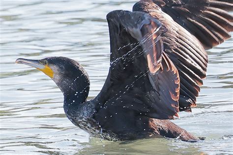 価格com Pr企画 静止画も動画も大きく進化！ キヤノン「eos R6 Mark Ii」徹底解剖