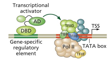 Molecular Biology 2 Transcription Factors Flashcards Quizlet