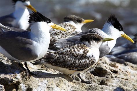 澳大利亚的海沟盐水航班鸟类生物燕鸥翅膀展示支撑棕褐色羽毛高清图片下载 正版图片320699834 摄图网