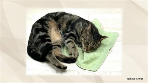 「マタタビって安全なんですか？」 岩手大の研究チームがネコの反応メカニズムを世界で初解明！ 依存性、内臓への影響は・・・ Tbs News Dig
