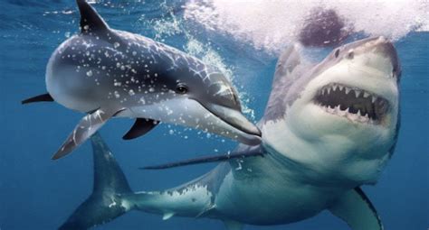 Sharks And Dolphins