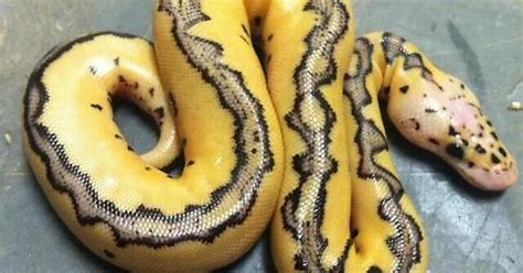 Pastel Clown Ball Python Album On Imgur