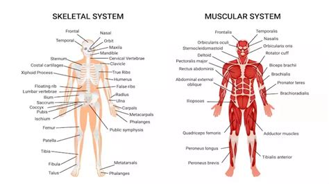 Human Anatomy Explained The Basic Anatomy Of The Human Body Times