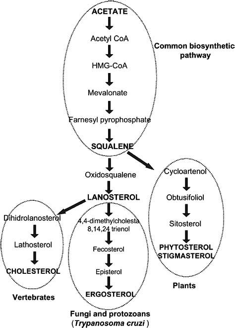 Simplified Sterol Biosynthesis Pathways The Arrows Indicate One Or