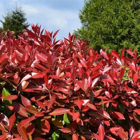 Cómo Plantar Y Cultivar Punta Roja Photinia Camino Del Jardinero