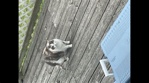 Introducing Mama Kitty