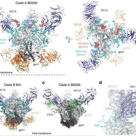 Pdf Structural Characterization Of A Highly Potent V3 Glycan Broadly