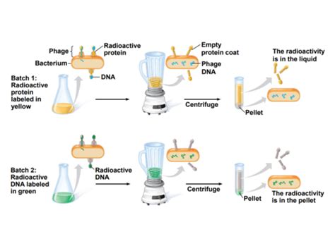 Molecular Genetics Flashcards Quizlet