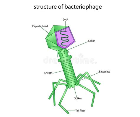 Structure Of Bacteriophage Stock Vector Illustration Of Histology 84822625