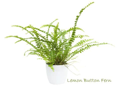 Lemon Button Fern Care