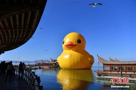 大黃鴨亮相昆明滇池 每日頭條