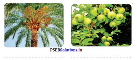 Pseb 3rd Class Evs Solutions Chapter 5 ਪੌਦੇ ਸਾਡੇ ਮਿੱਤਰ Pseb Solutions