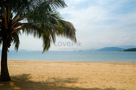 해변에 코코넛 나무