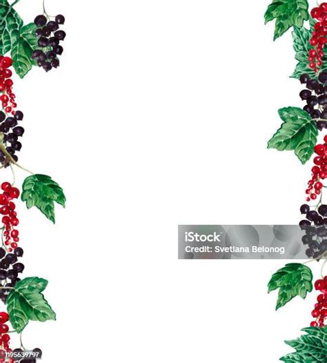 흰색 배경에 검은 색과 빨간색 건포도 분기의 수채화 프레임입니다 사진 프레임 카드 또는 초대장 디자인에 대한 다채로운 열매 텍스트 공간 디자인 검은색에 대한 스톡 벡터 아트