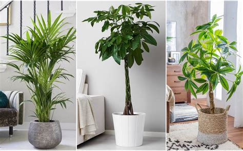 Plantas De Interior Que Necesitan Poca Luz Jardinería Domenech
