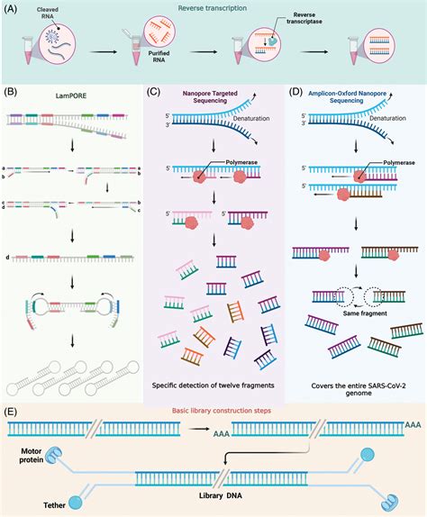 Nanopore Sequencing Technology And Its Applications Zheng 2023