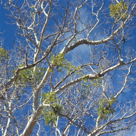 Colorado Desert Mistletoe Phoradendron Macrophyllum Plant Care And How