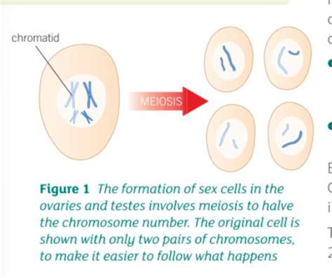 B132 Cell Division In Sexual Reproduction Flashcards Quizlet