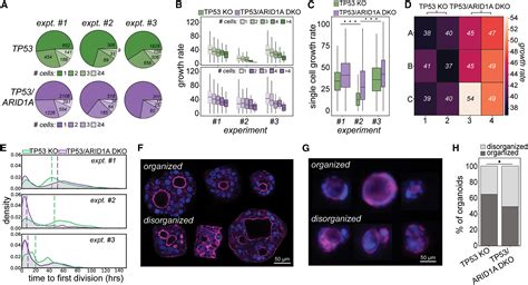 A Microwell Platform For High Throughput Longitudinal Phenotyping And