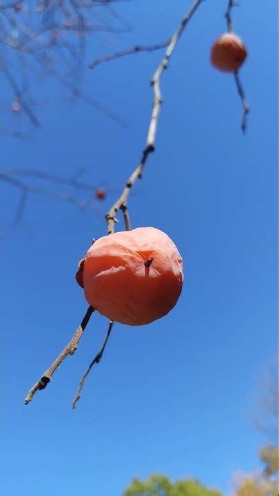 Persimmons In The Tree Youtube
