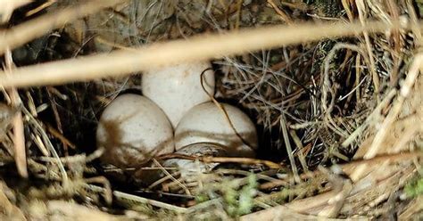Help Identifying These Bird Eggs R Whatsthisbird