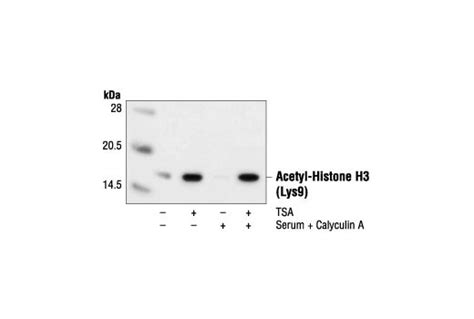 Acetyl Histone H3 Lys9 Antibody Cell Signaling Technology