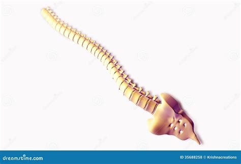 Back Bone With Hip Bone Blue Shader Stock Image