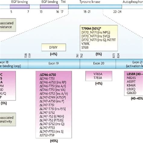 Recommendations For Egfr Mutation Testing In Nsclc Download Table