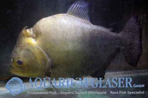 Serrasalmus Rhombeus Veteran Aquarium Glaser Gmbh