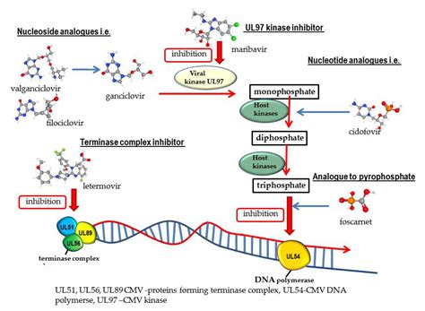 Pyrophosphate Dna Replication