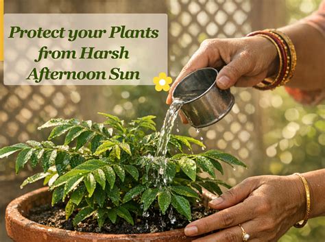 How To Protect Plants From Harsh Afternoon Sun Without Moving Them Ind