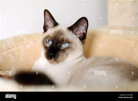 Chocolate Point Siamese Traditional