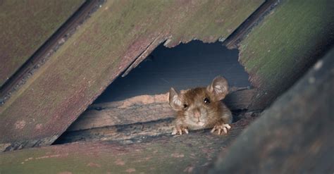 Why Do I Have Roof Rats The Reasons Why And What To Do Attic Projects