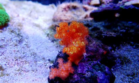 Orange Silk Coral Scleronephthya Spp Stock Image Image Of