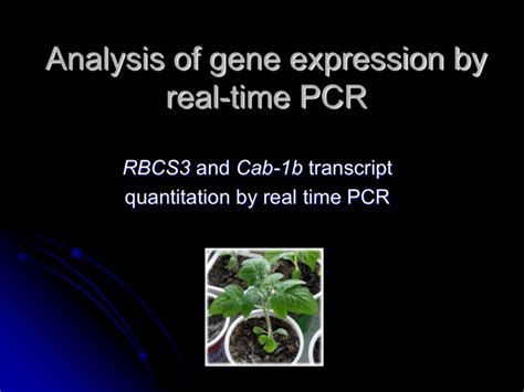 Analysis Of Real Time RT PCR Data