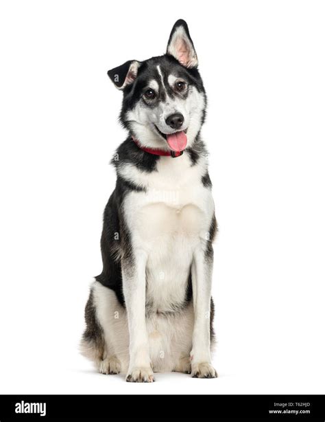 Mix Di Labrador E Husky Siberiano Alaskan Malamute Clearance O Husky