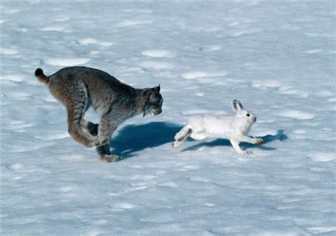 Canadian Lynx And Snowshoe Hare