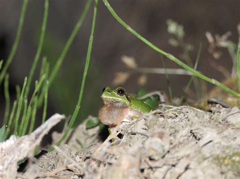 내가 직접 찍은 야생 개구리 사진 포텐 터짐 최신순 에펨코리아