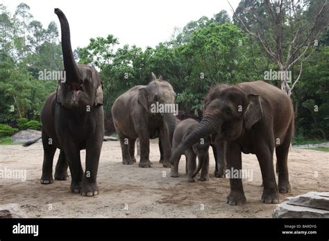 Elephant Reproductive Organs Pictures