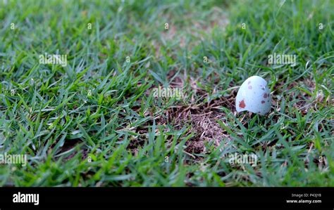 Tiny Blue Empty Egg Shell With Brown Patches On Green Grass In The