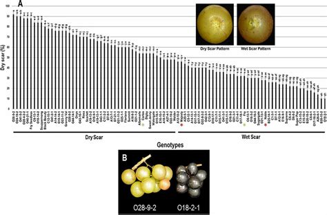 A Characterization Of Scar Pattern Sp Trait Among Muscadine Download Scientific Diagram