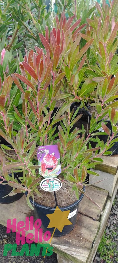 Protea Lancelot 10 Pot Hello Hello Plants