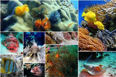 Phylum Chordata Pisces Amphibia — Lesson Science State Board Class 7