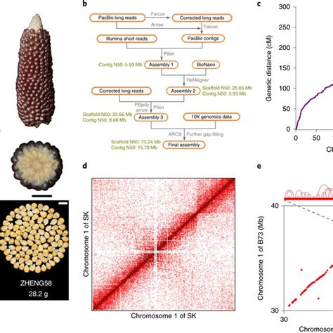 PDF Genome Assembly Of A Tropical Maize Inbred Line Provides Insights Into Structural